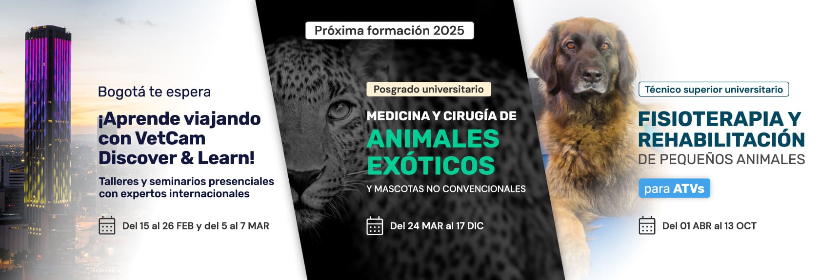 Educación para Médicos Veterinarios America Latina Y Europa – VetCam ...