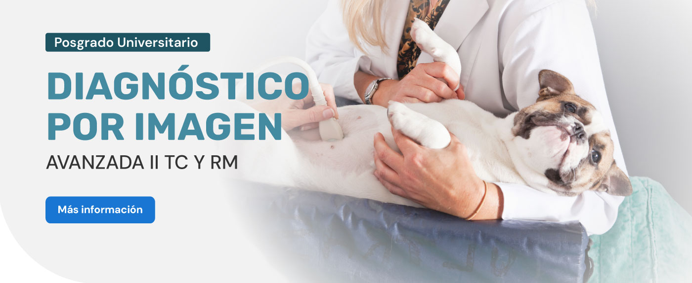 Educación para Médicos Veterinarios America Latina Y Europa – VetCam ...