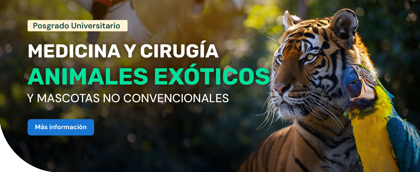 Educación para Médicos Veterinarios America Latina Y Europa – VetCam ...