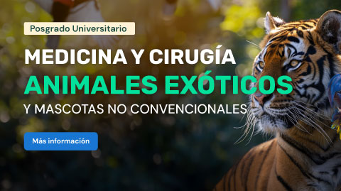 Educación para Médicos Veterinarios America Latina Y Europa – VetCam ...