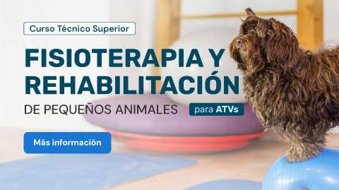 Educación para Médicos Veterinarios America Latina Y Europa – VetCam ...